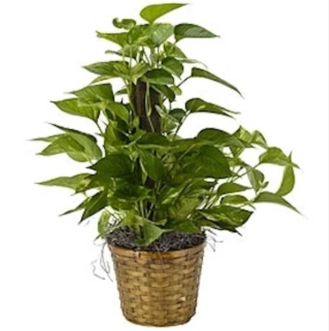 6” Pole Ivy Plant | Lary's Designs